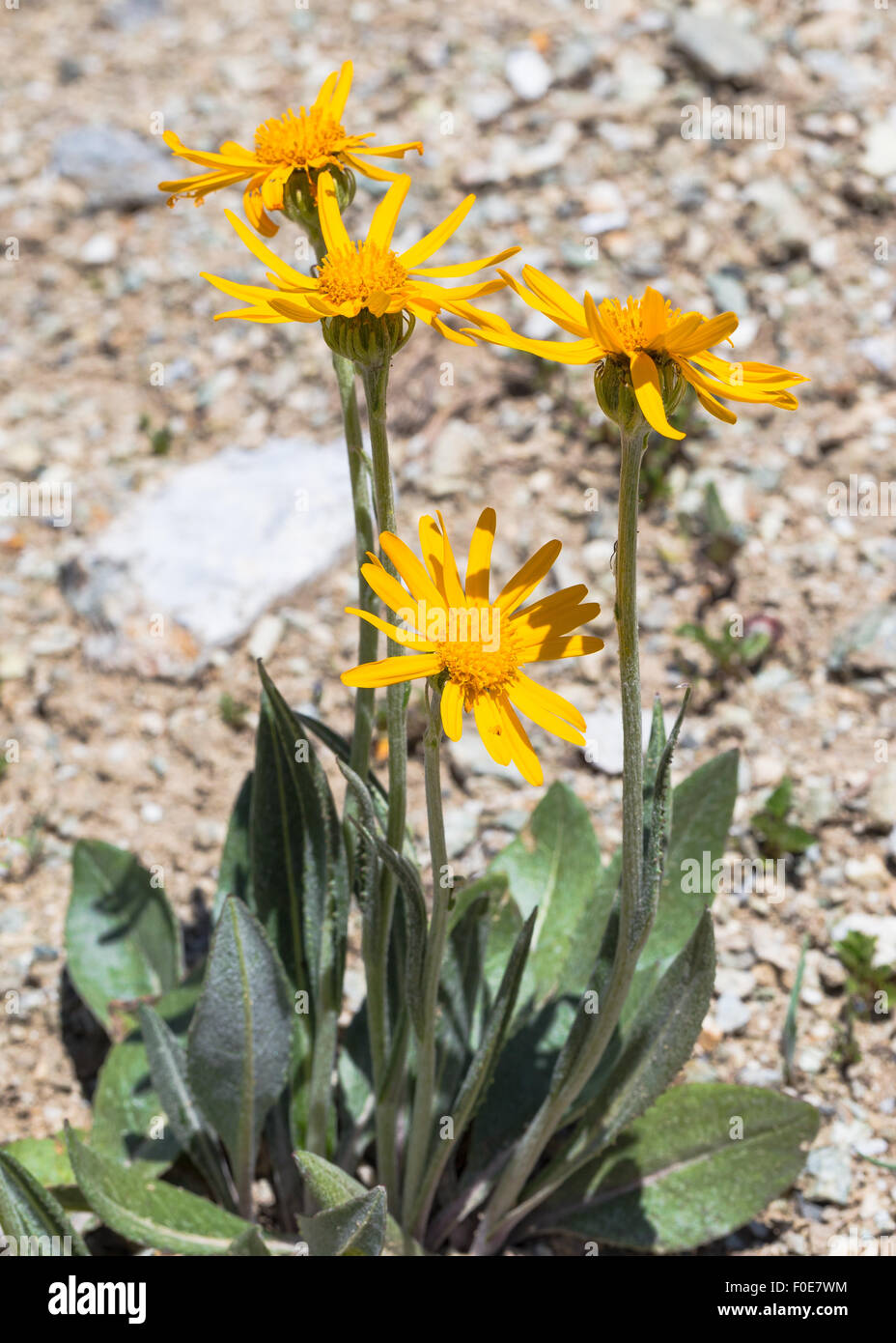 Senecio botanical garden Banque de photographies et d’images à haute ...