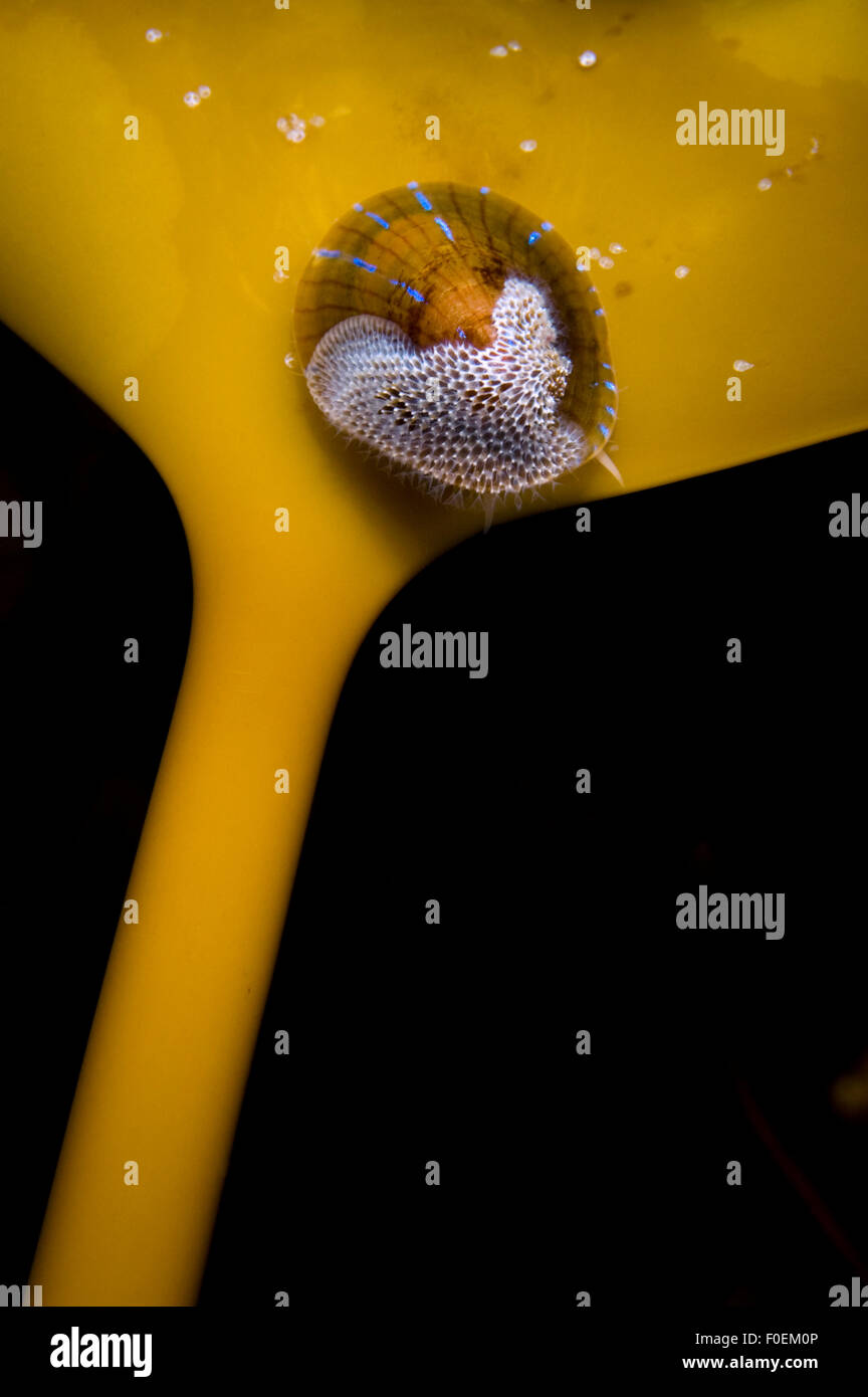 Villeuse bleu patine (patelle / Ansates pellucida) sur l'algue avec vue ...