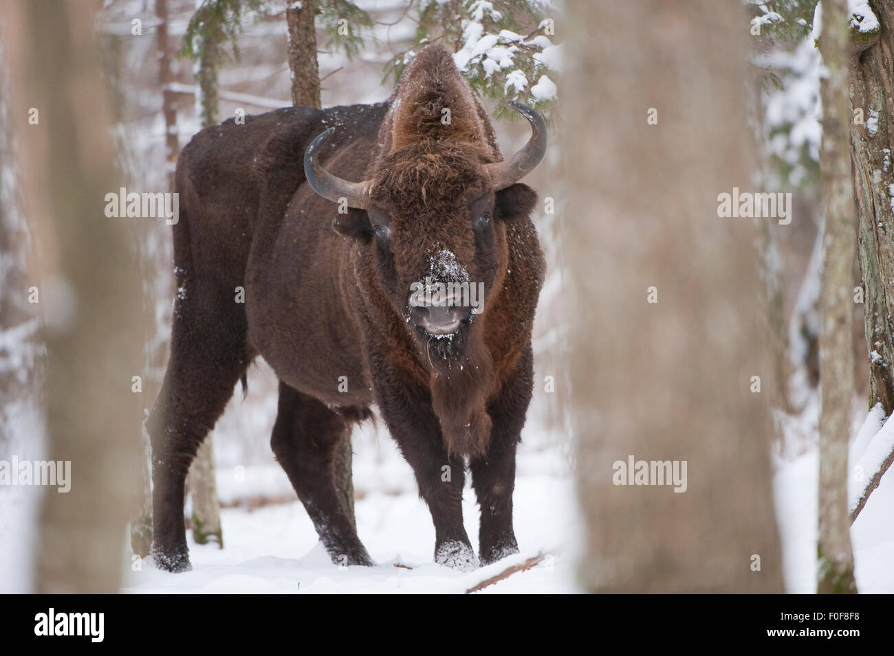 Bison parmi les arbres Banque de photographies et d’images à haute ...