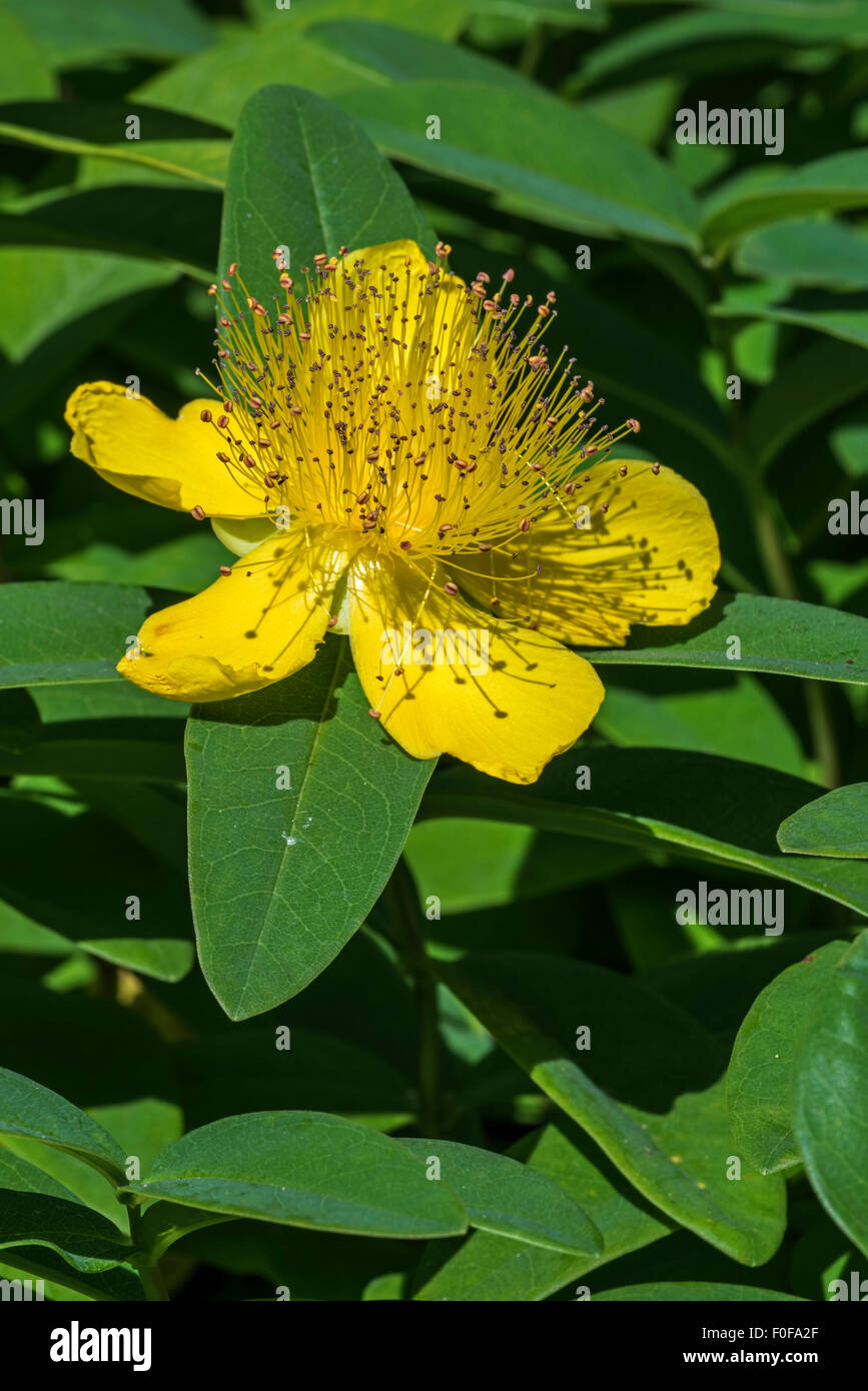 Aarons barbe Banque de photographies et d’images à haute résolution - Alamy