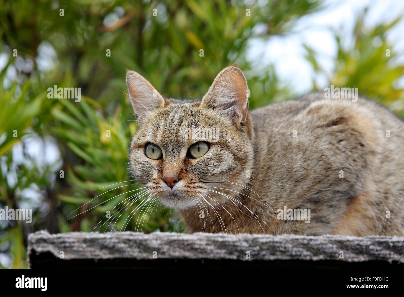 African wildcat felis lybica Banque de photographies et d’images à ...