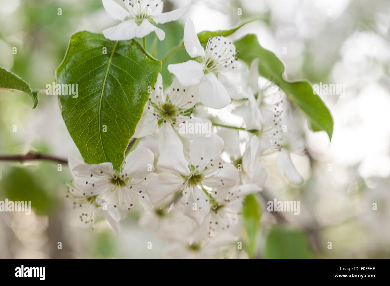 Pyrus calleryana bradford Banque de photographies et d’images à haute ...