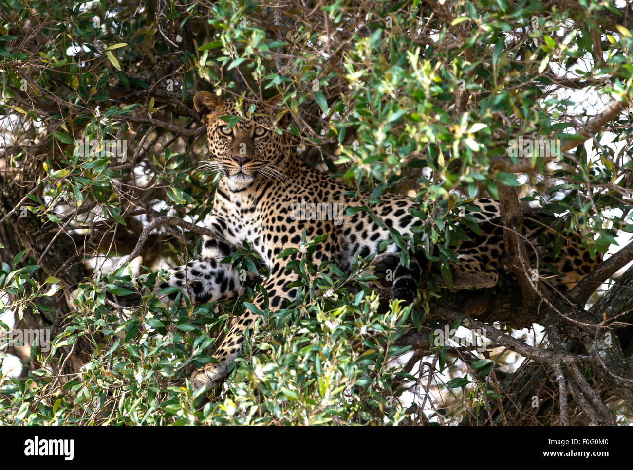 Leopard on tree Banque de photographies et d’images à haute résolution ...