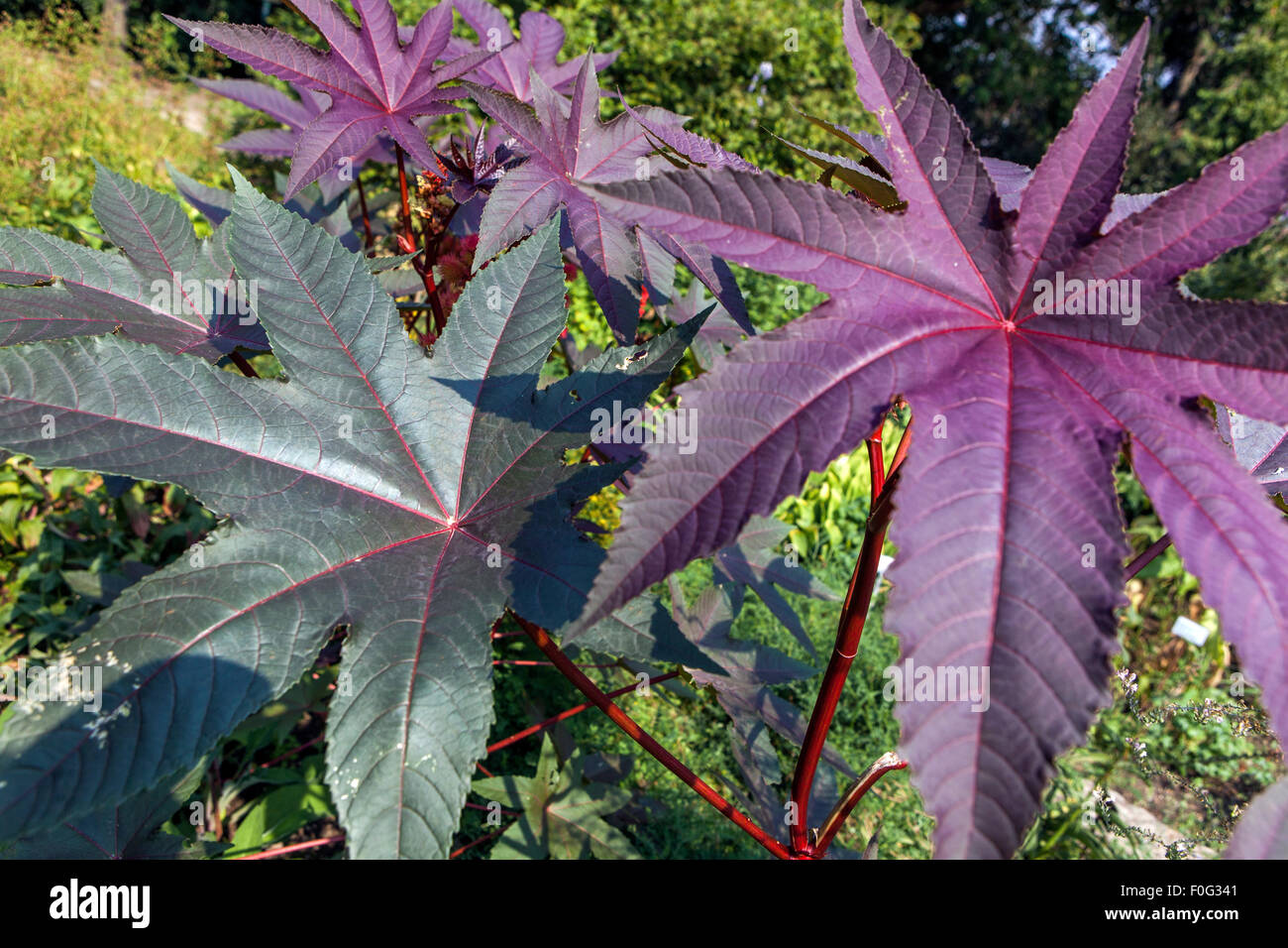 Plante de ricin, Ricinus communis, feuilles, plante toxique Photo Stock ...