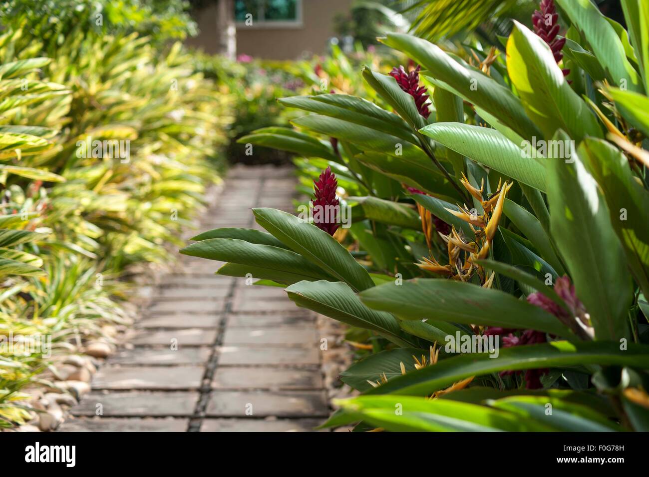 Uganda flower Banque de photographies et d’images à haute résolution ...