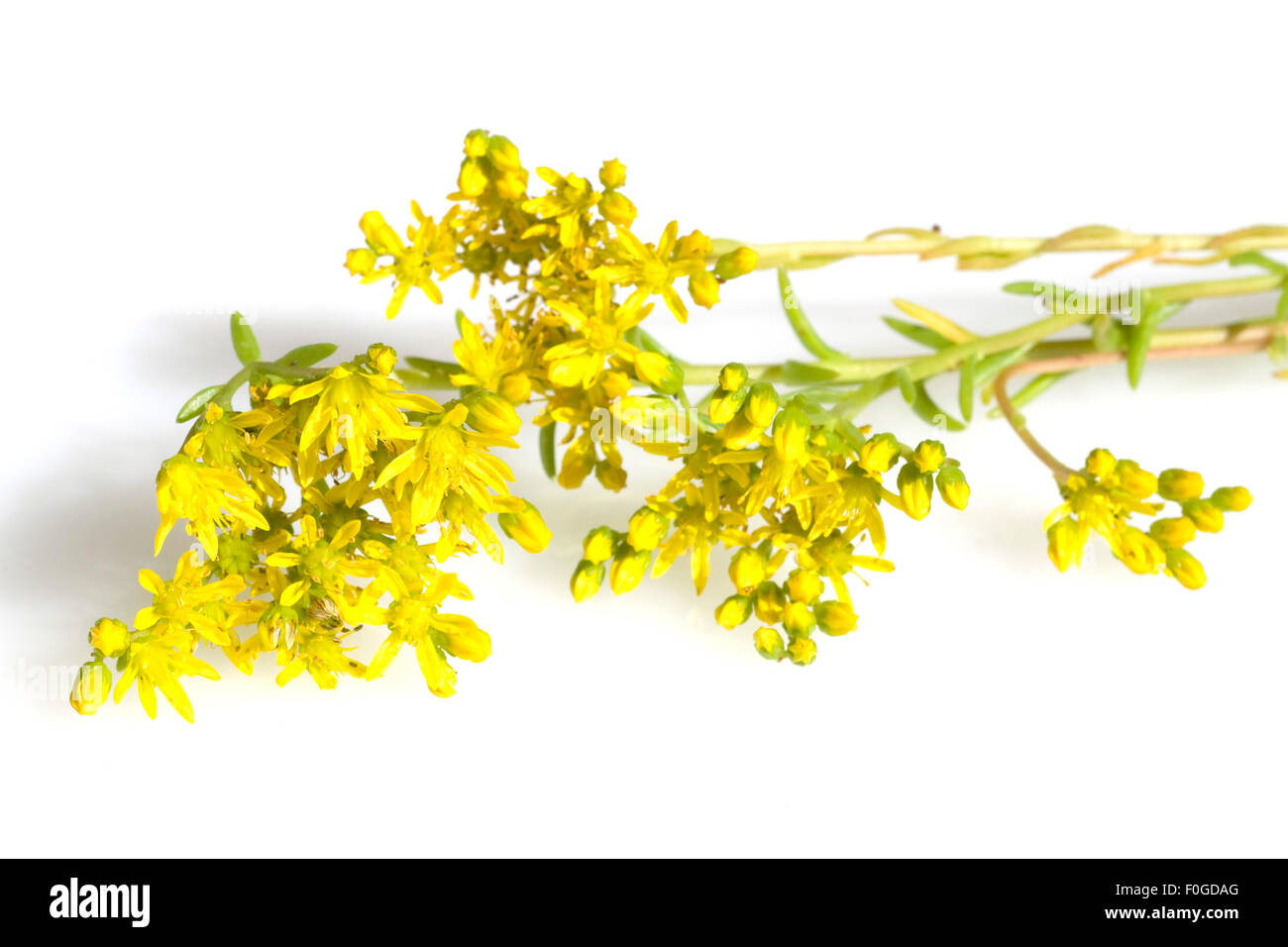 Sedum reflexum Banque d'images détourées - Alamy