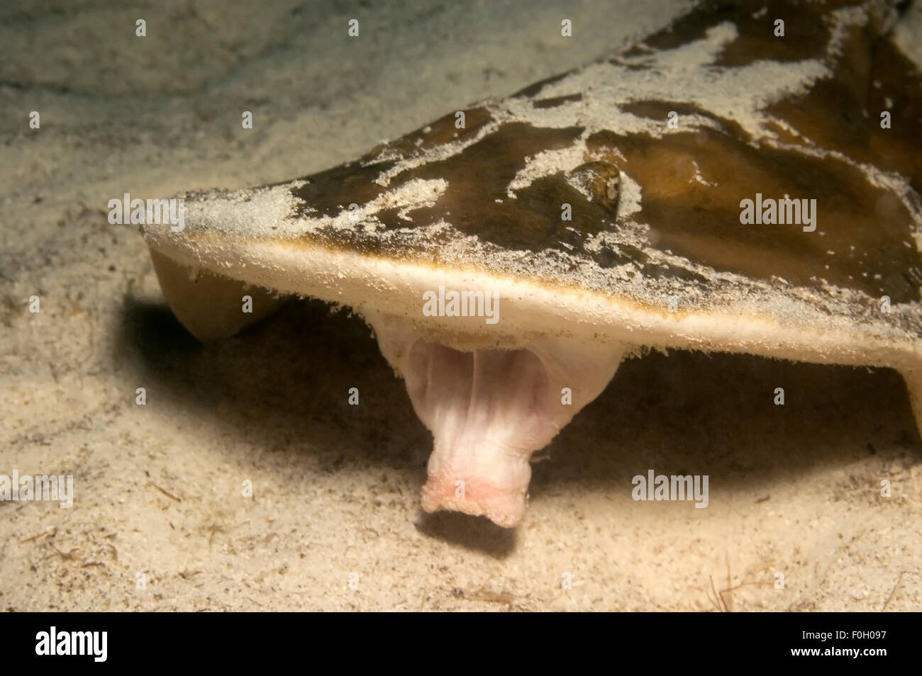 Torpedo rays Banque de photographies et d’images à haute résolution - Alamy