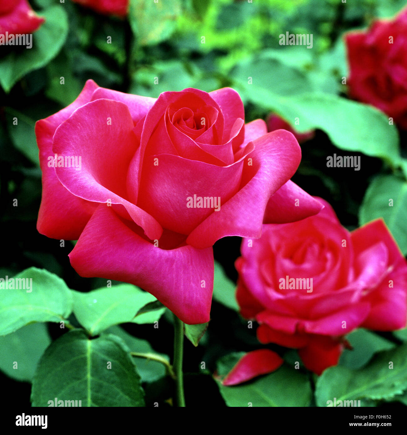 Rosa alecs rouge Banque de photographies et d’images à haute résolution ...