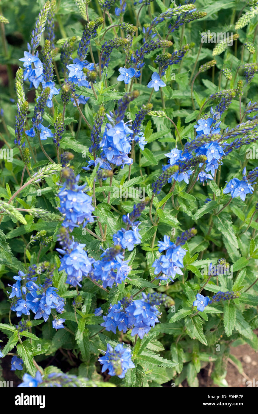Grosser ehrenpreis Banque de photographies et d’images à haute ...