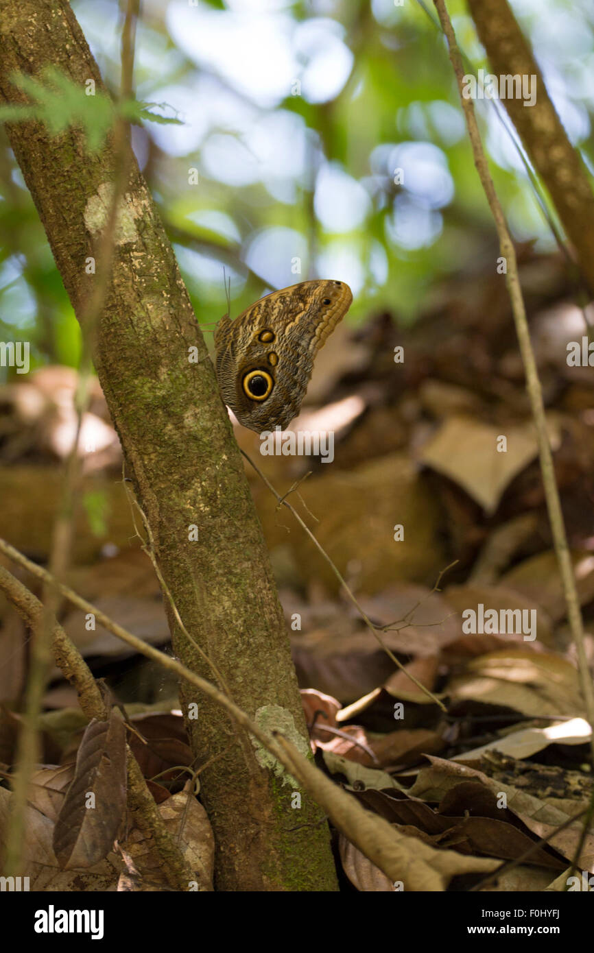 Blue morpho butterfly costa rica Banque de photographies et d’images à ...