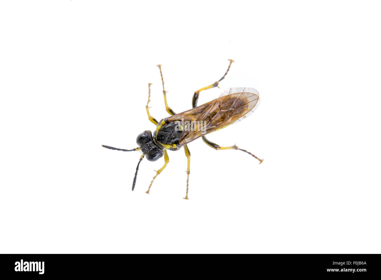 Insecte noir Banque de photographies et d’images à haute résolution - Alamy