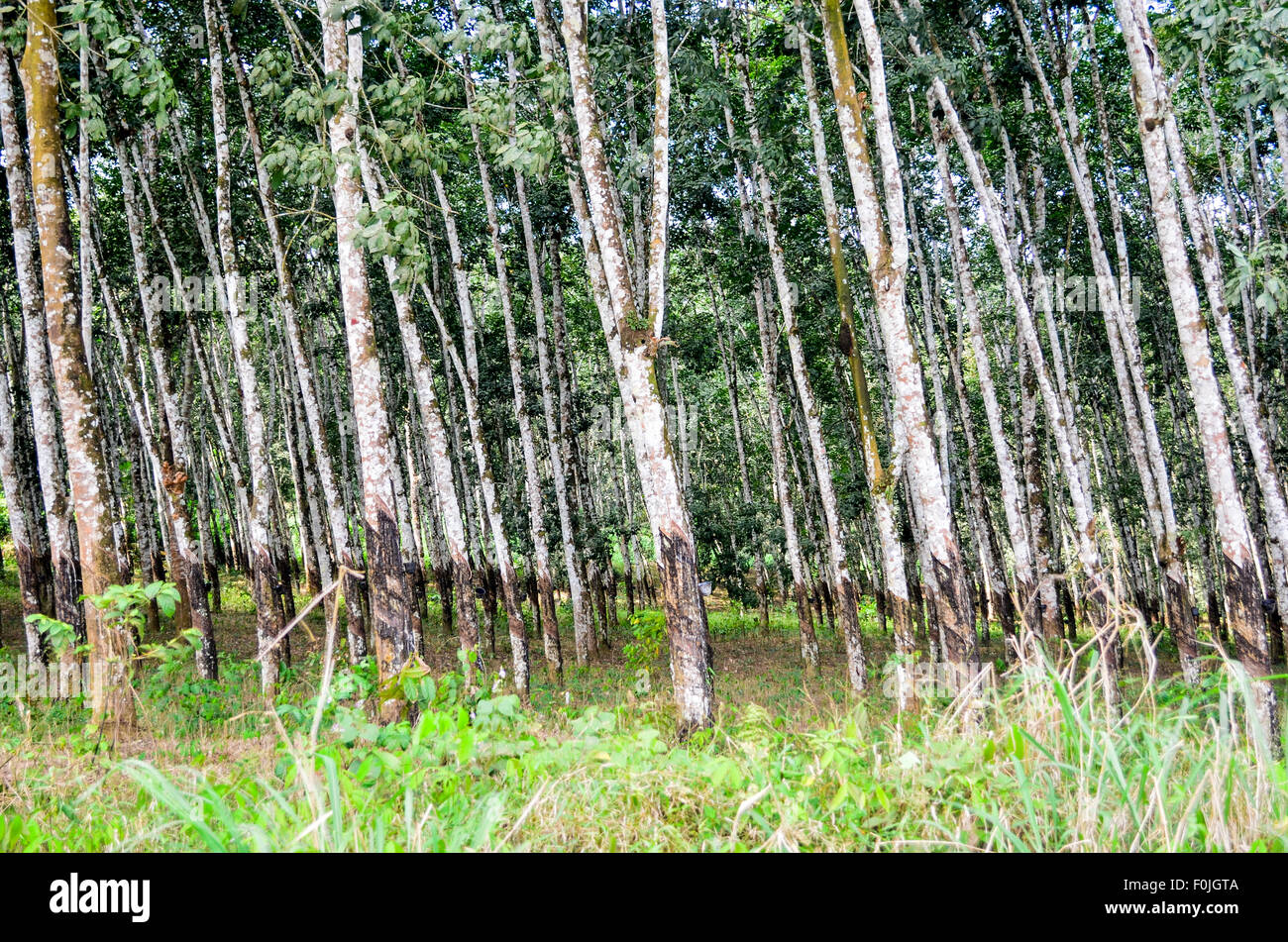 Cameroon plantation Banque de photographies et d’images à haute ...