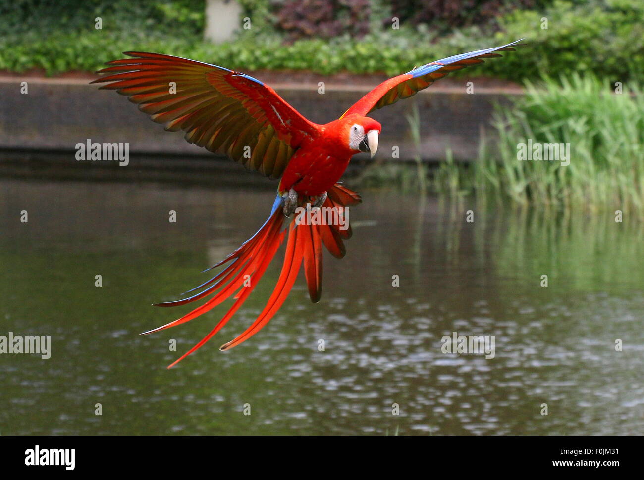 South American ara rouge (Ara macao) en vol, ailes déployées, entrant ...