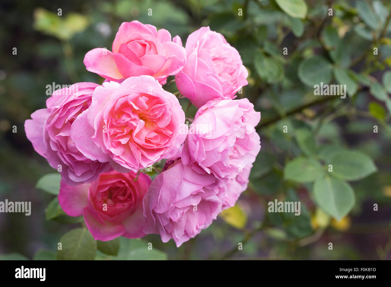 Rose anglaise anglaise Banque de photographies et d’images à haute ...