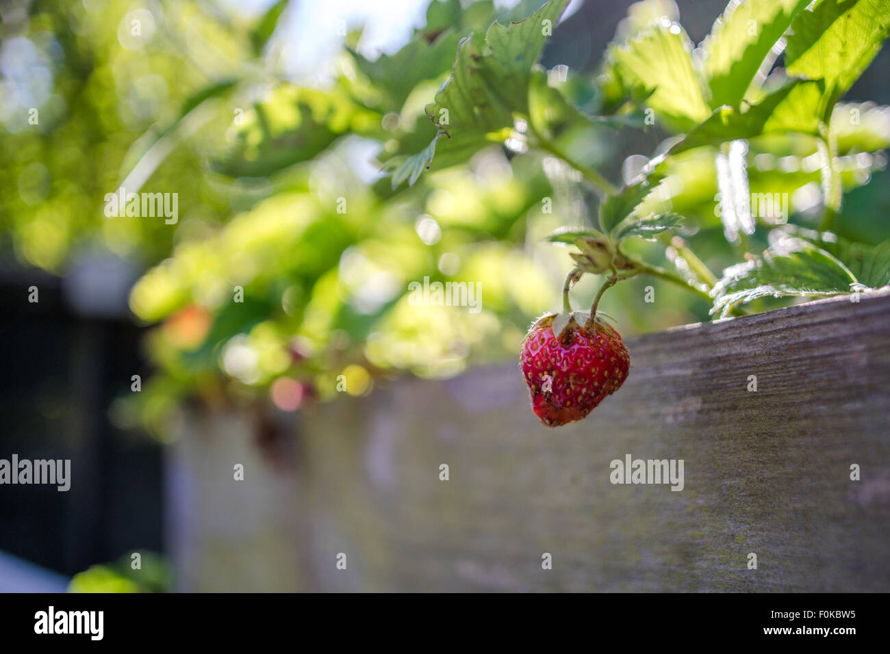 Maison de fraise Banque de photographies et d’images à haute résolution ...
