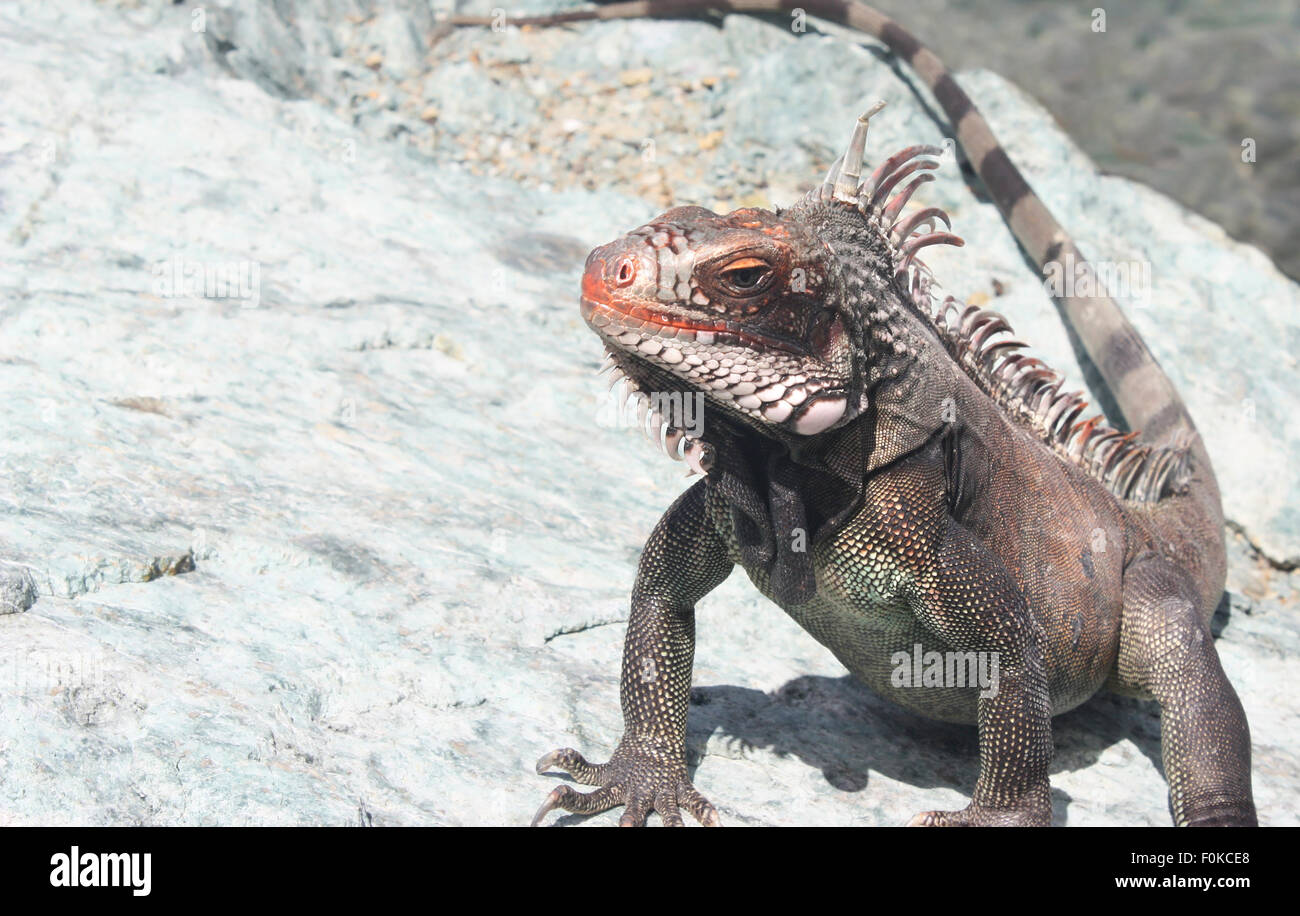Grand reptile herbivore Banque de photographies et d’images à haute ...