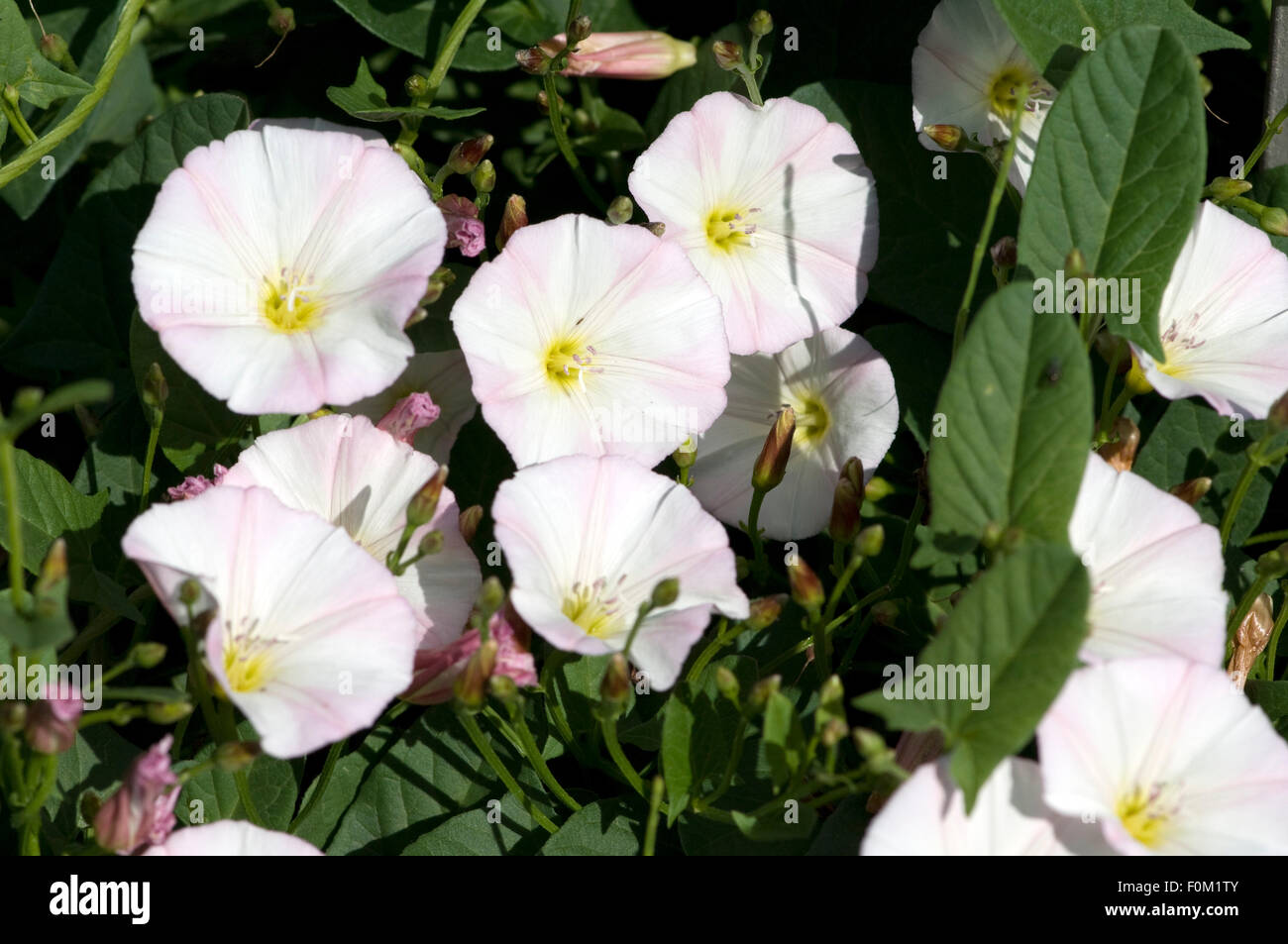 Convolvulus arvensis, Ackerwinde Photo Stock - Alamy