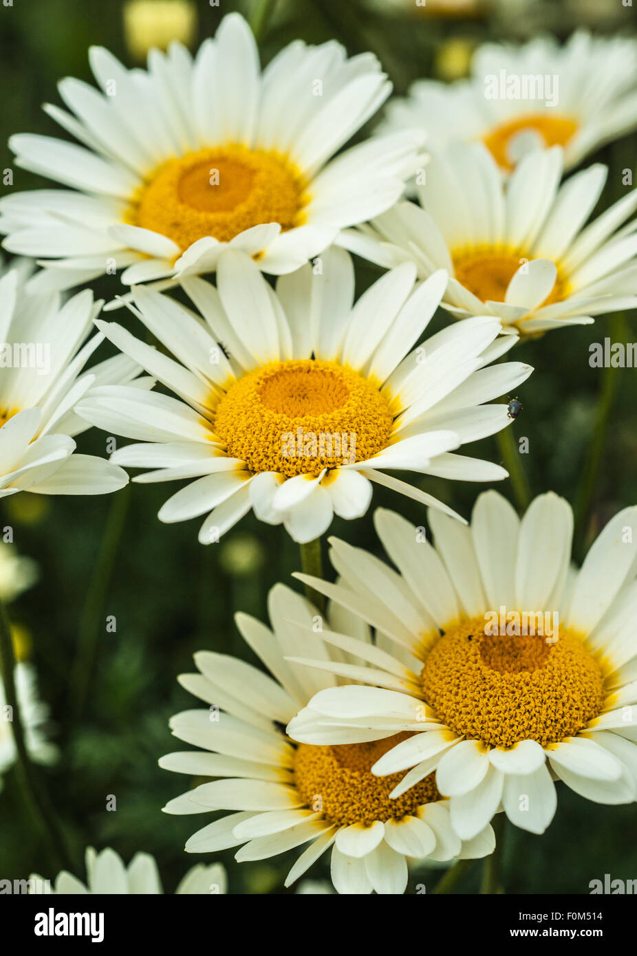 Fleurs de marguerite Banque de photographies et d’images à haute ...