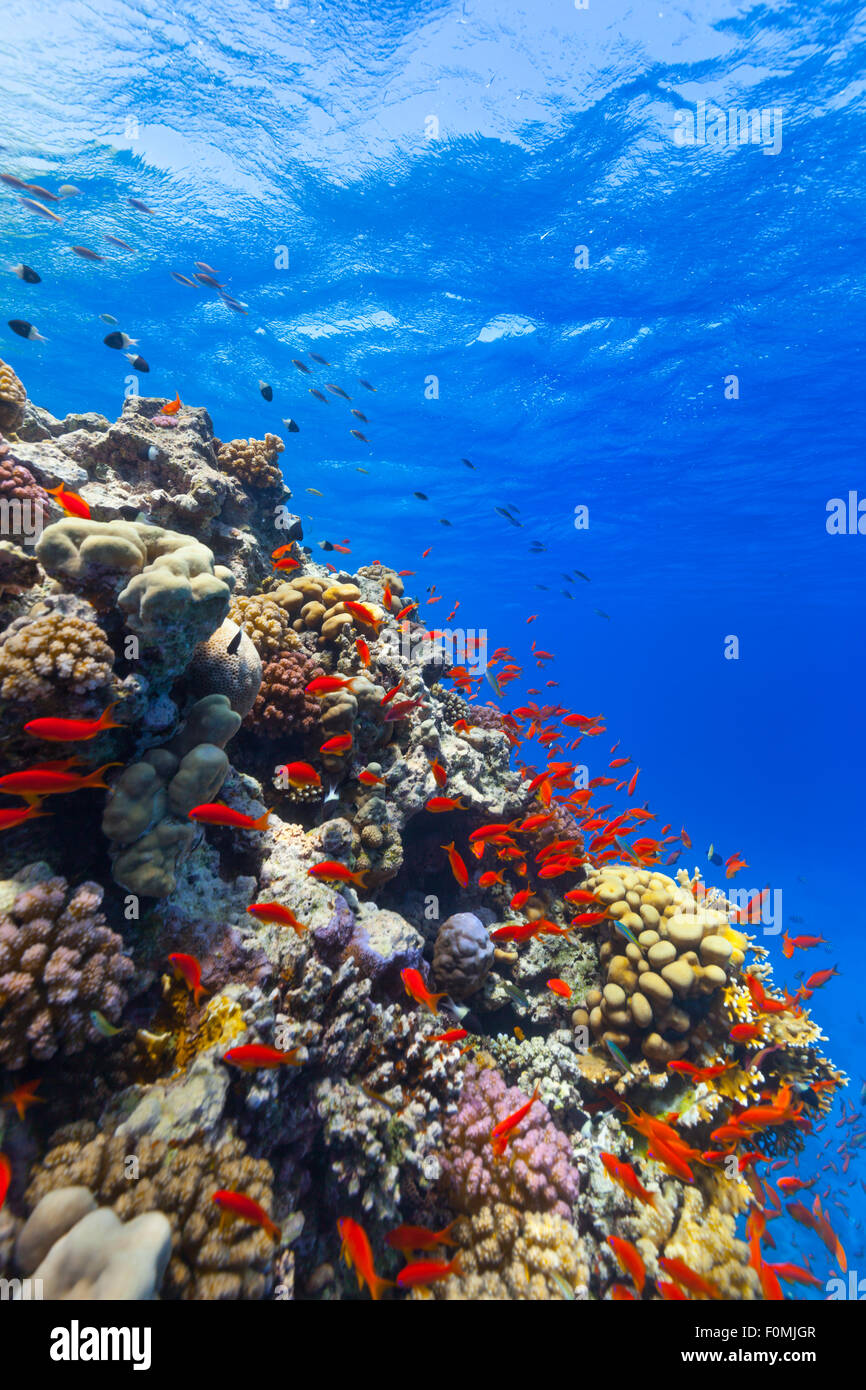 Bariere de corail Banque de photographies et d’images à haute ...