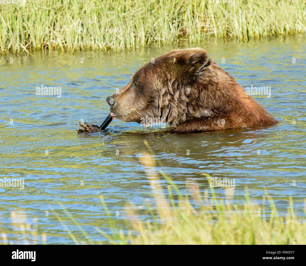 Griffes D'ours Banque d'image et photos - Alamy
