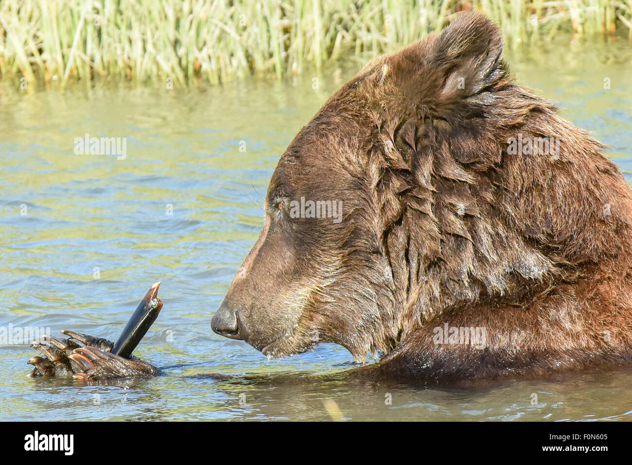 Humour drôle avec un ours Banque de photographies et d’images à haute ...