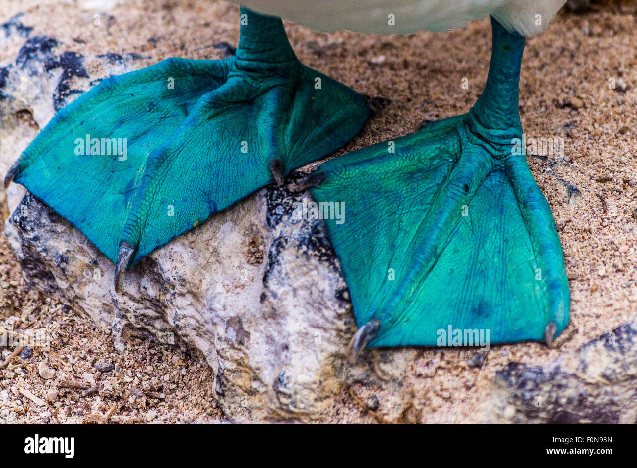 Pieds nus aux pieds bleus Banque de photographies et d’images à haute ...