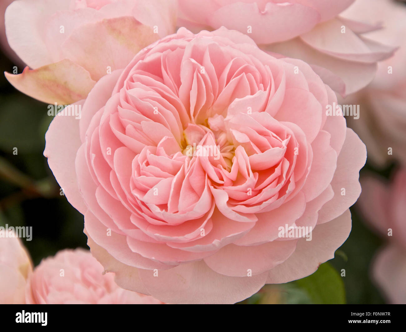 Rosa gentle hermione rose Banque de photographies et d’images à haute ...