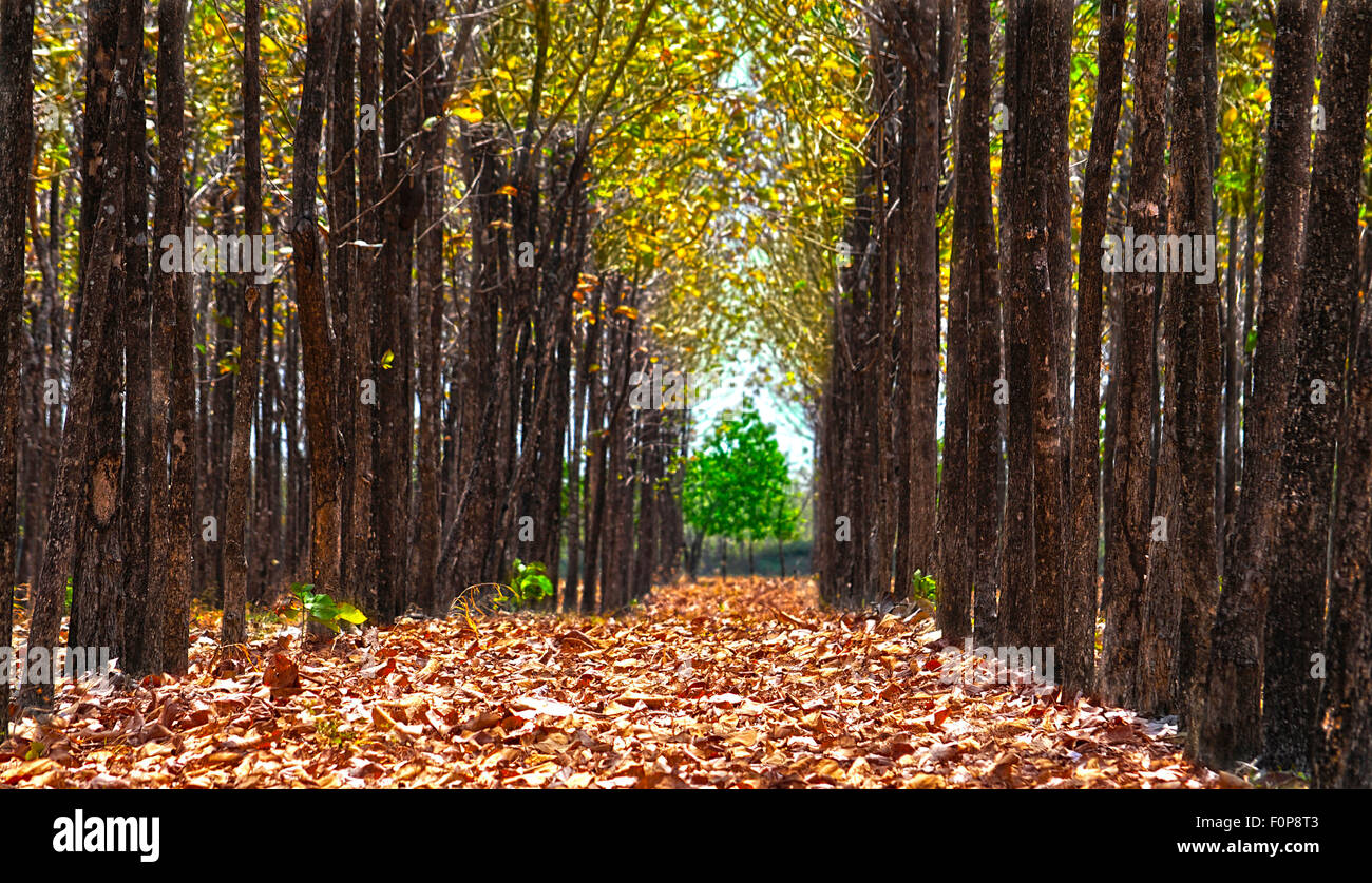 Bel arbre de teck avec chemin tombé de feuilles séchées sur le terrain ...