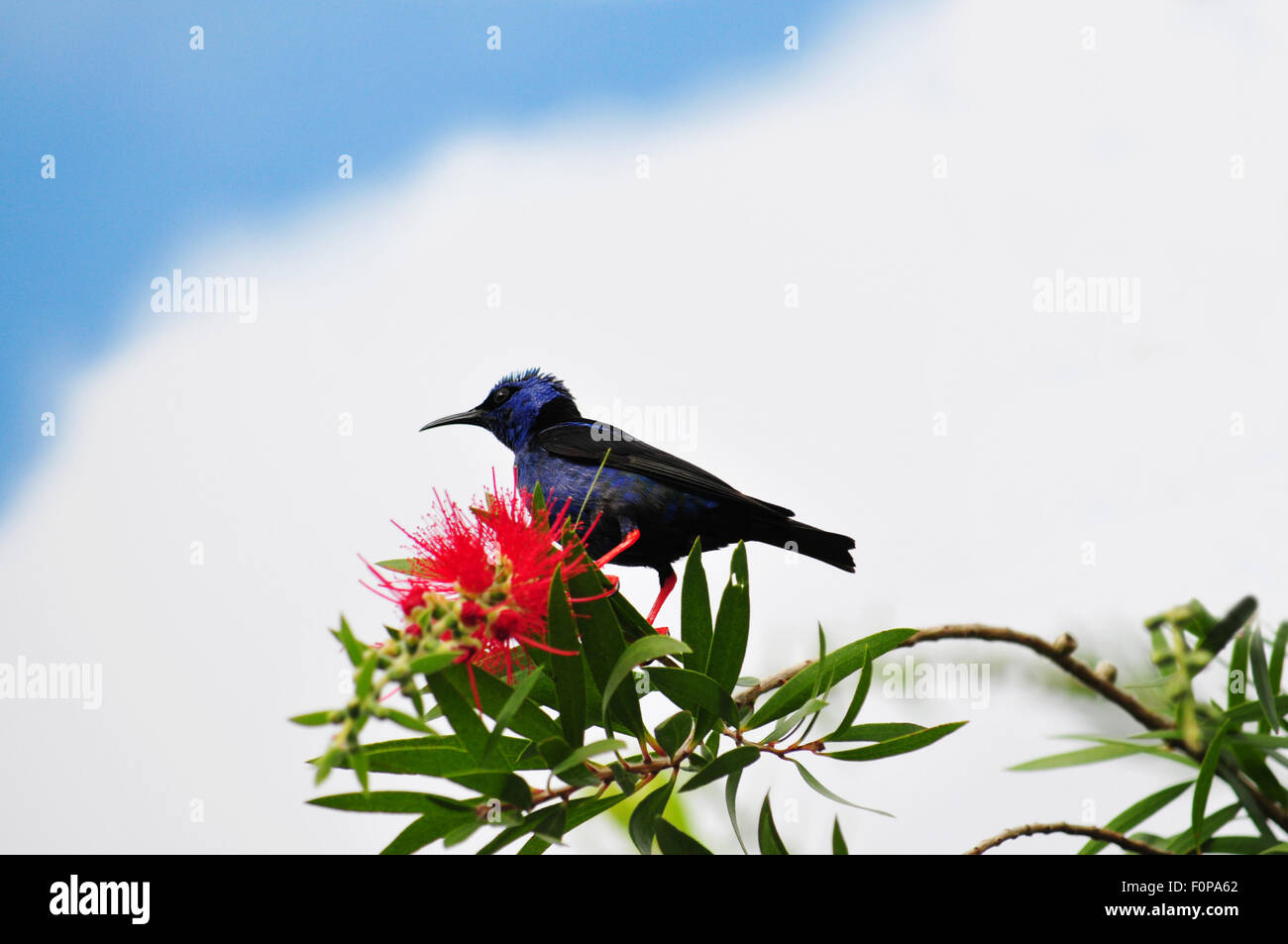 Oiseau pattes rouges Banque de photographies et d’images à haute ...