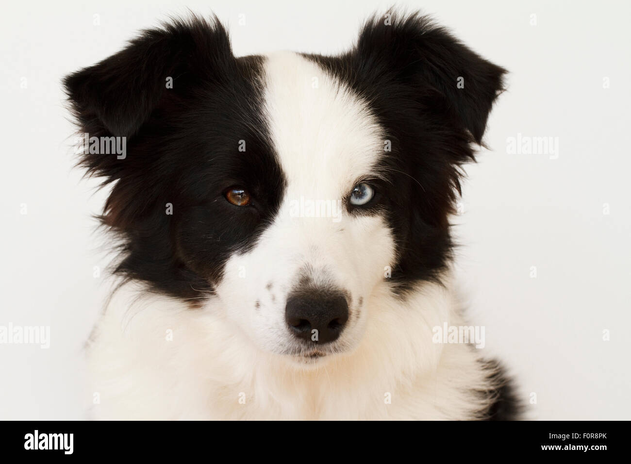 Border Collie noir et blanc sur un fond uni. Elle a heterochromia ...