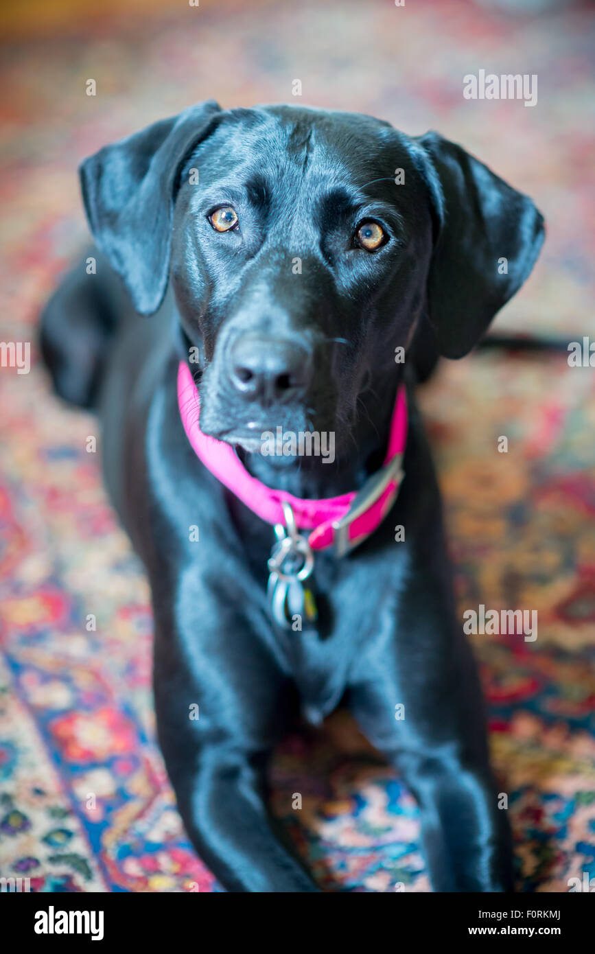 Le chien noir Banque de photographies et d’images à haute résolution ...
