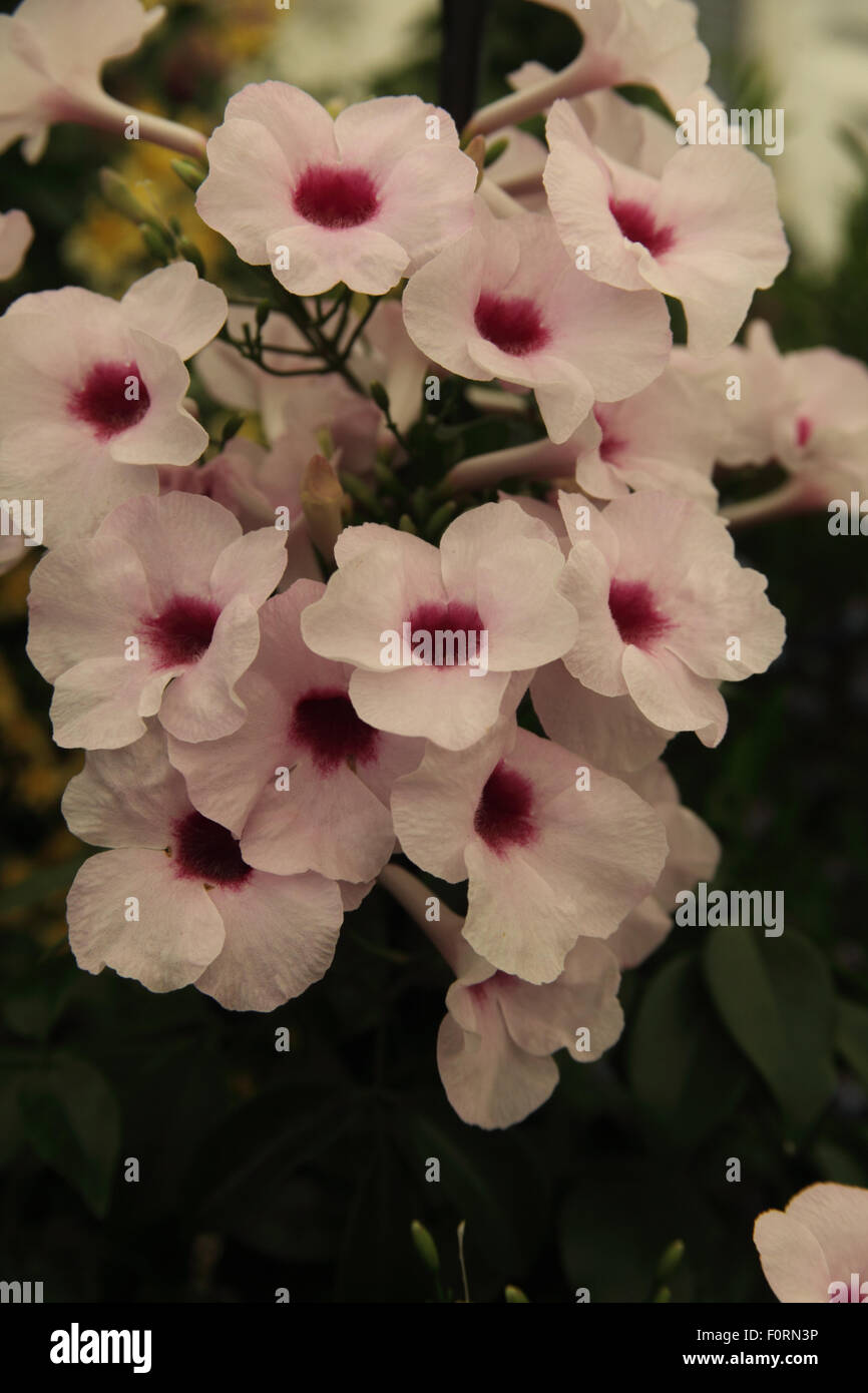 Pandorea jasminoides rosea Banque de photographies et d’images à haute ...