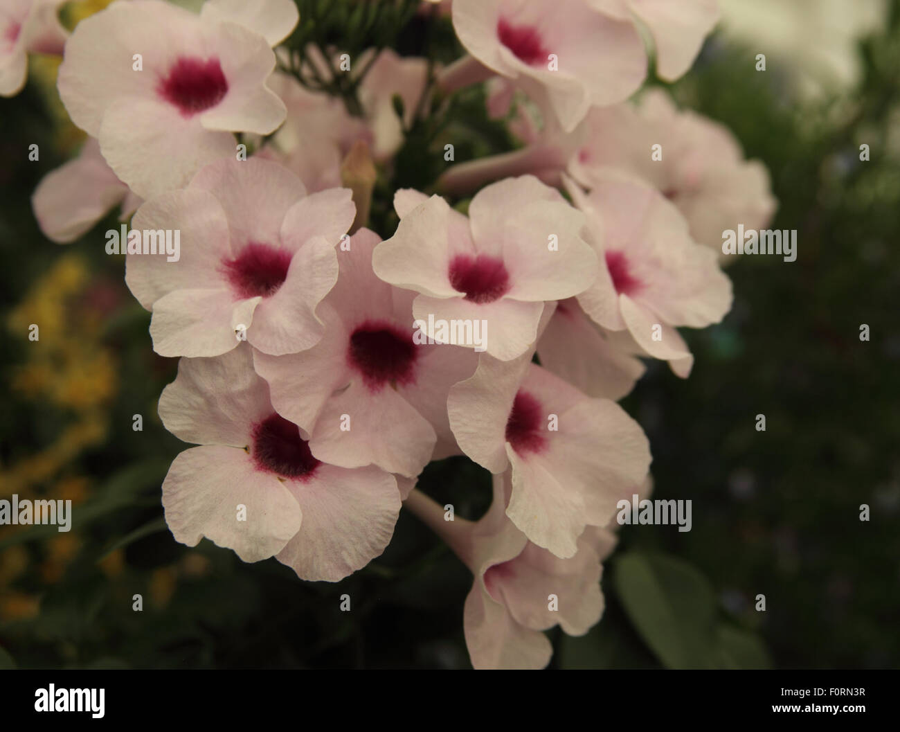 Pandorea jasminoides rosea Banque de photographies et d’images à haute ...