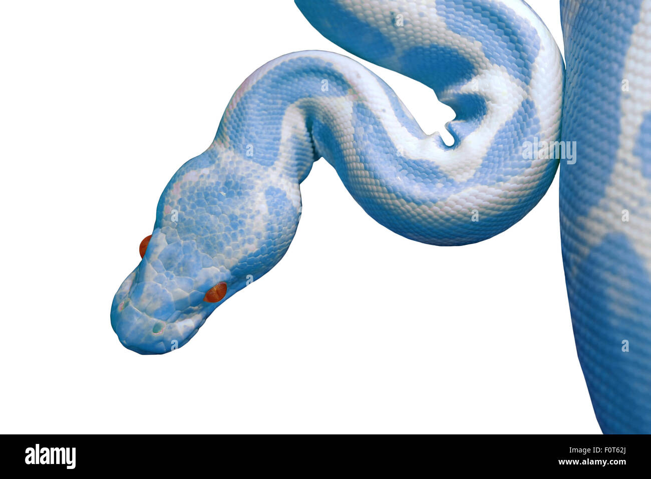 Serpent Python Blanc