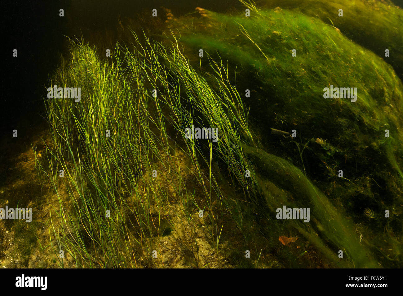 Plante vasculaire Banque de photographies et d’images à haute ...