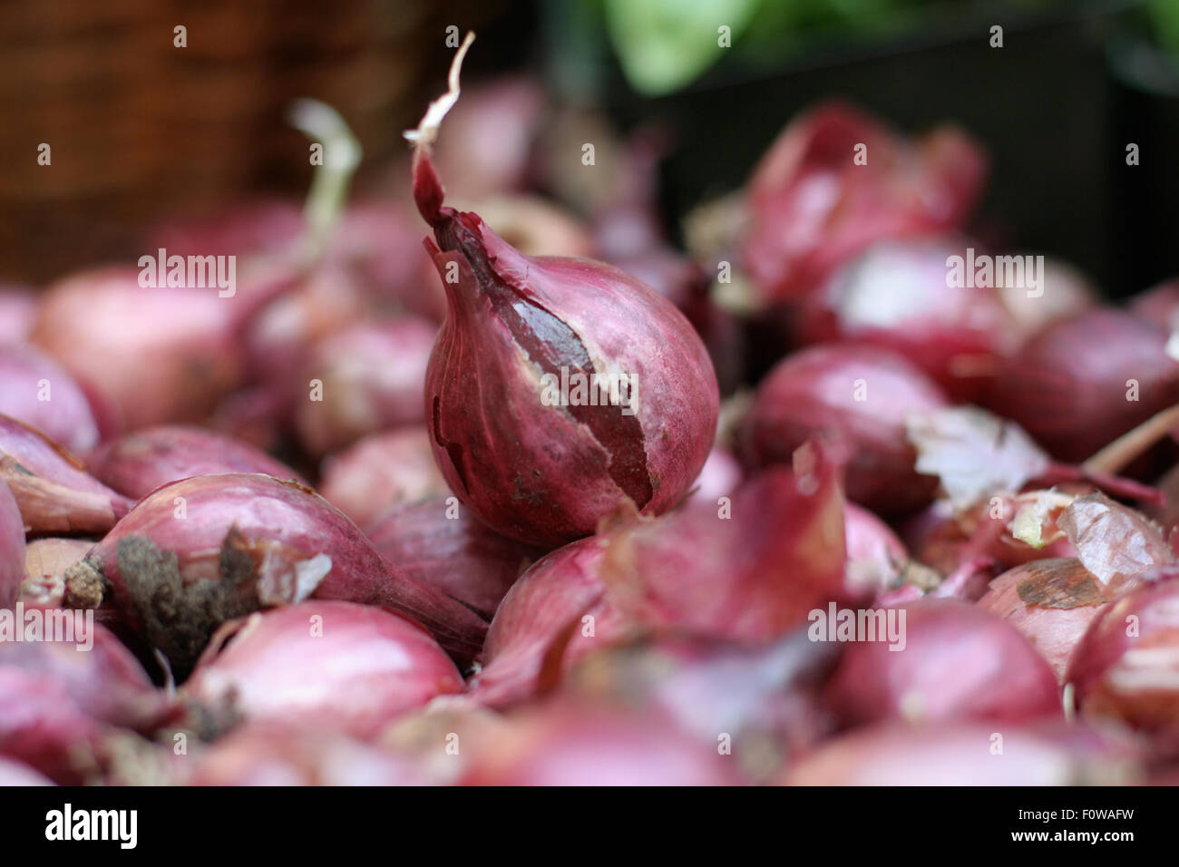 Échalote Champ Banque d'image et photos - Alamy