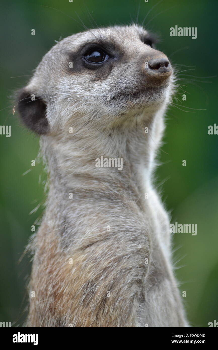 Meerkat watching Banque de photographies et d’images à haute résolution ...