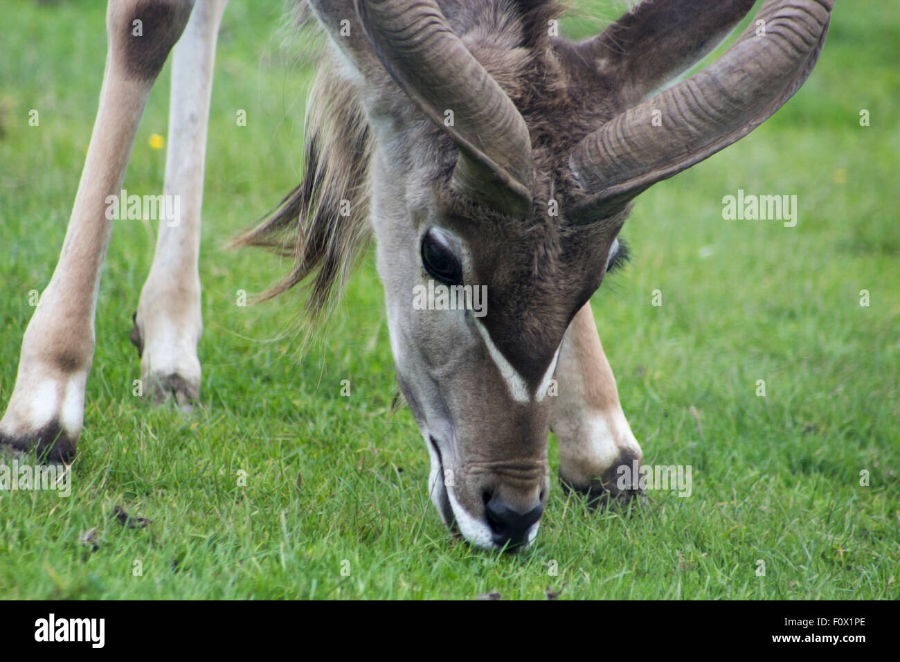 Grande Antilope Koudou Banque d'image et photos - Alamy