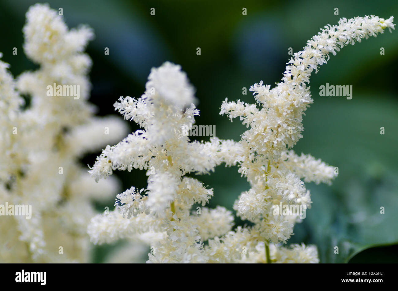 Astilbe biternata Banque de photographies et d’images à haute ...