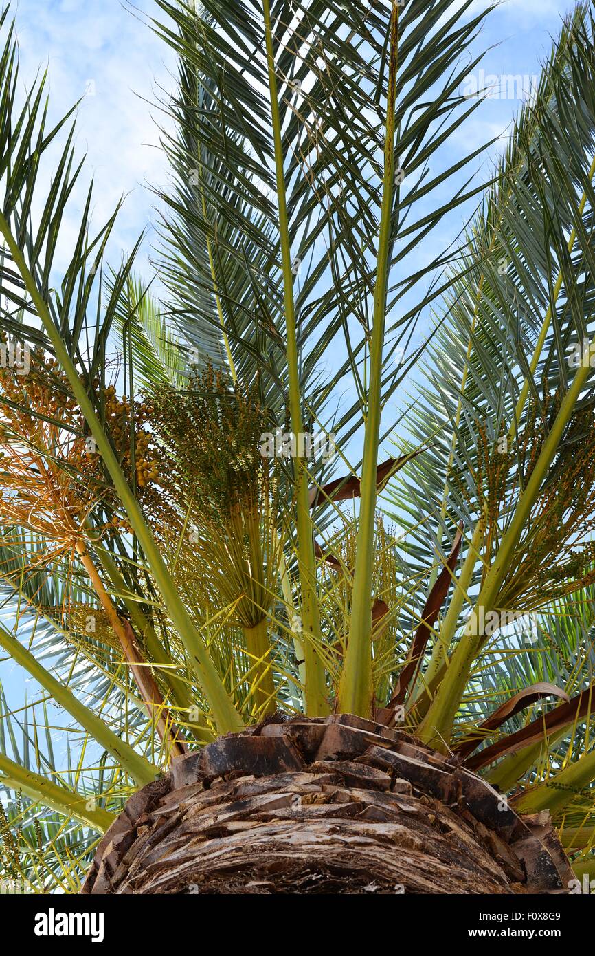 Palmier palmier Banque de photographies et d’images à haute résolution ...