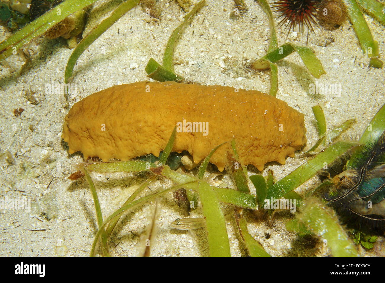 Trois rangs de concombre de mer, Isostichopus badionotus, Fonds sous ...