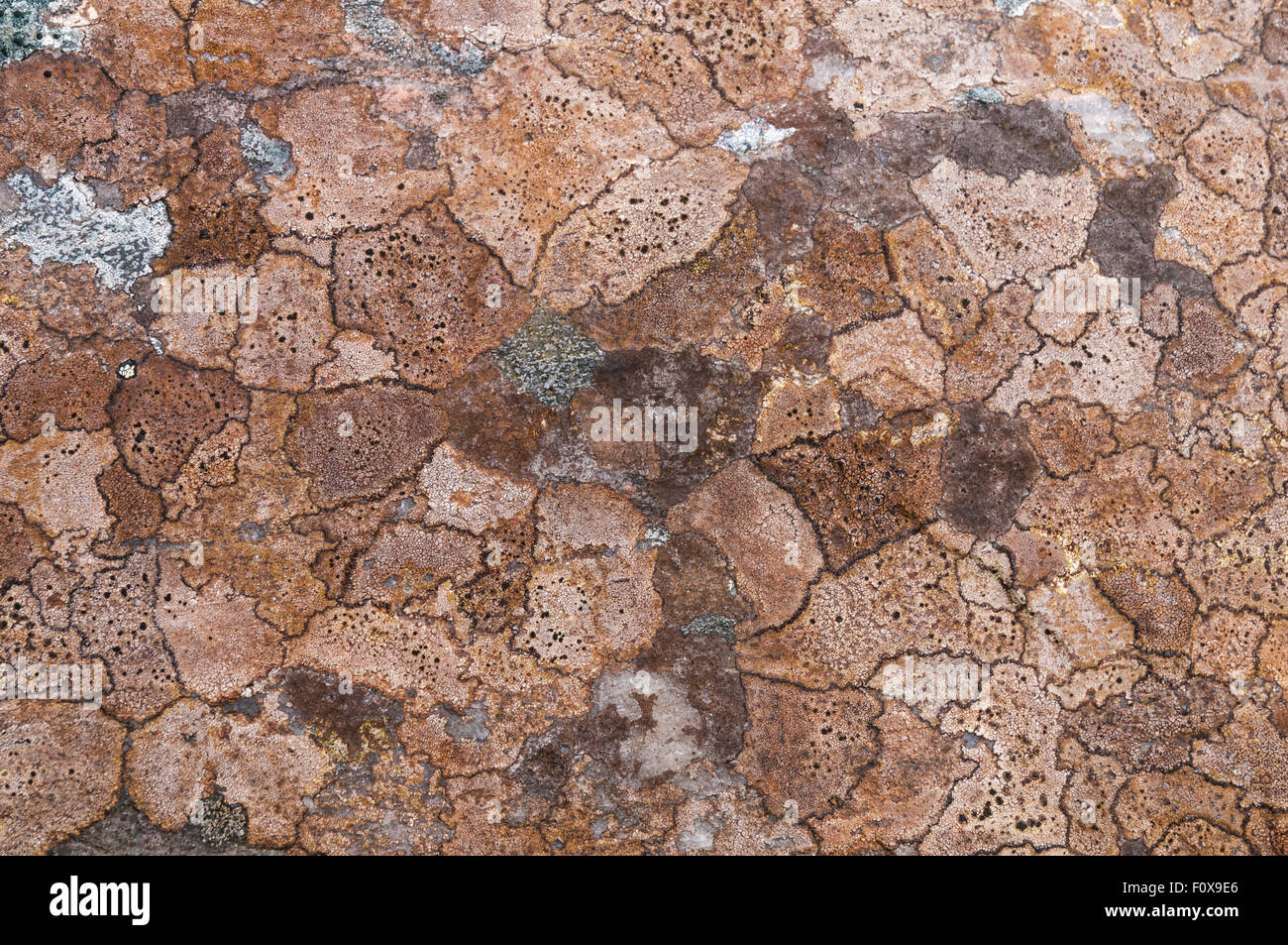 Lichen colonies Banque de photographies et d’images à haute résolution ...