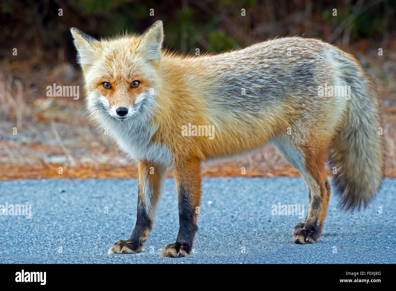 Renard roux renard roux Banque de photographies et d’images à haute ...