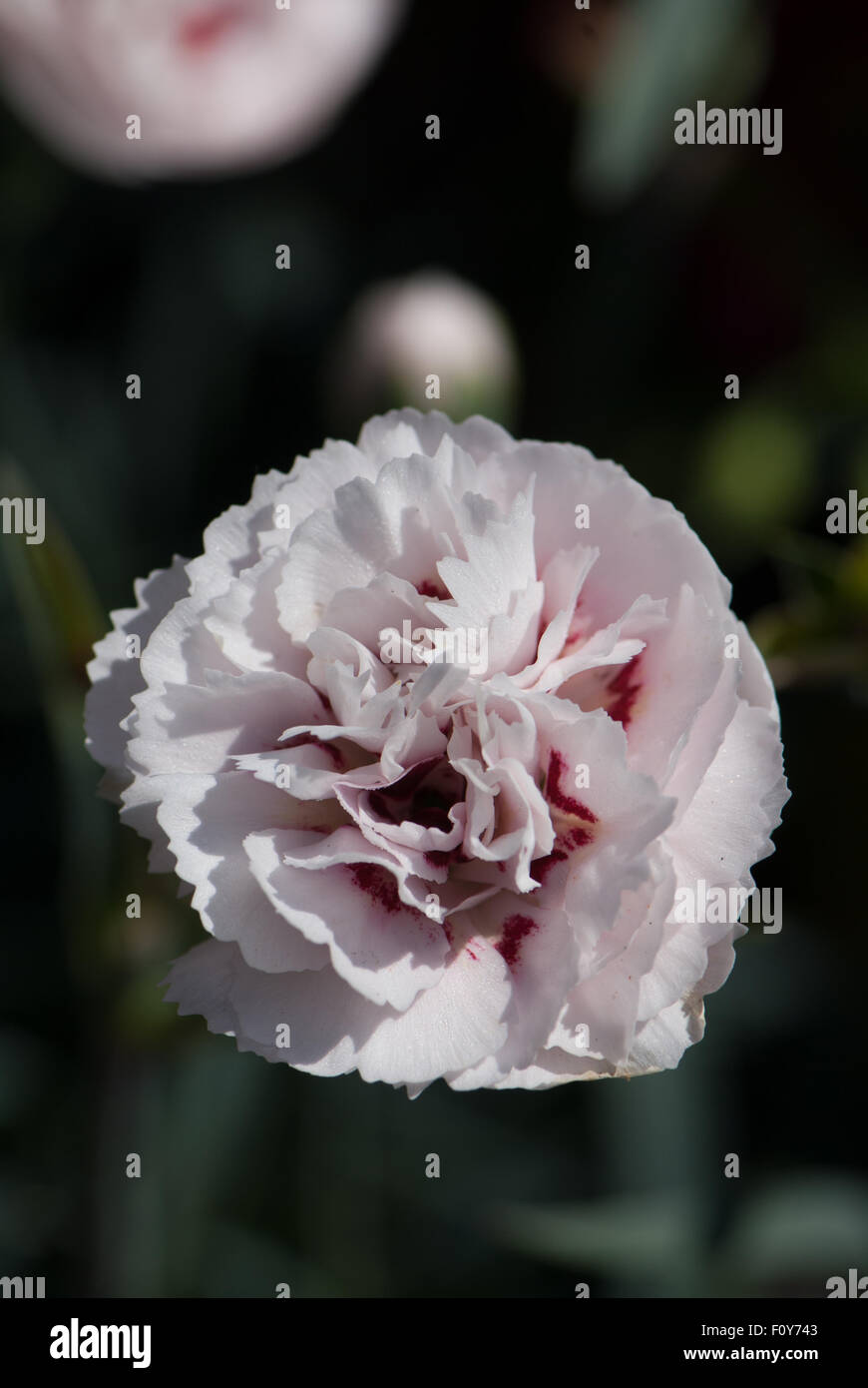 Piscine de cranmere Banque de photographies et d’images à haute ...