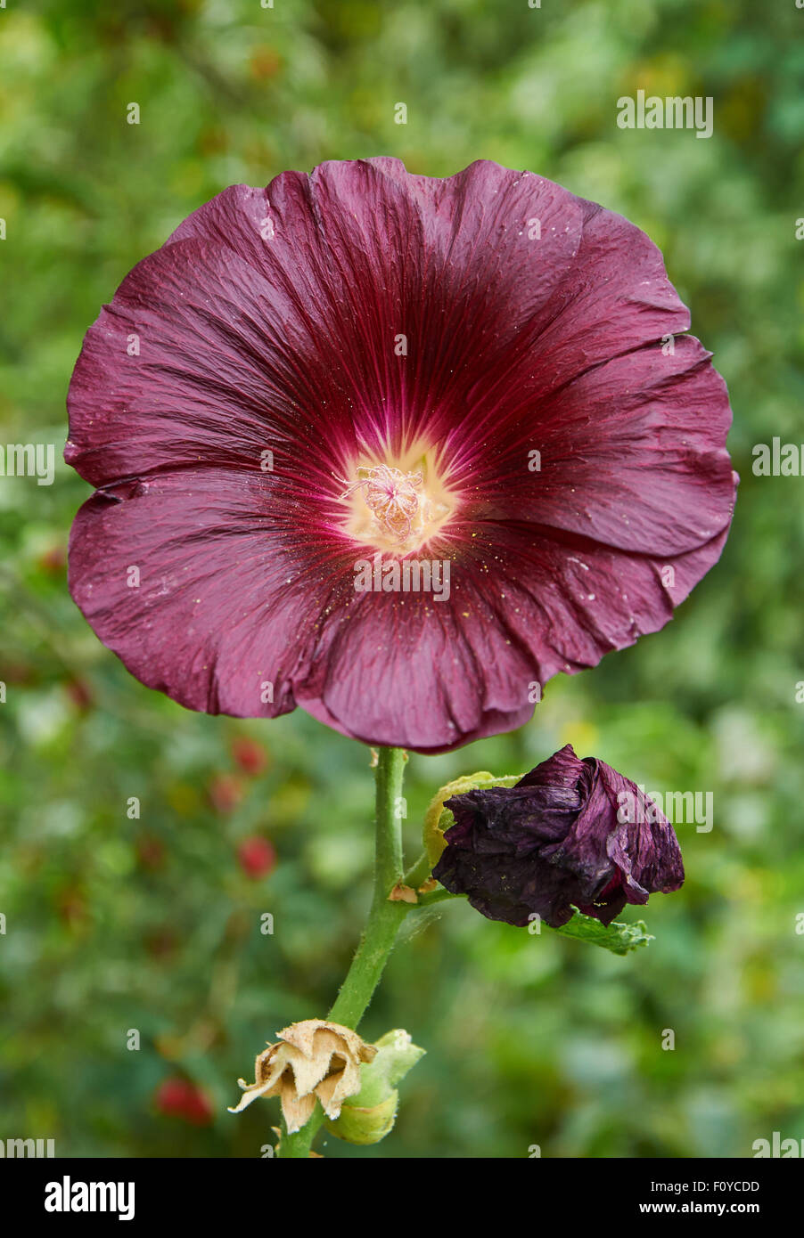 Fleur de mauve Banque de photographies et d’images à haute résolution ...