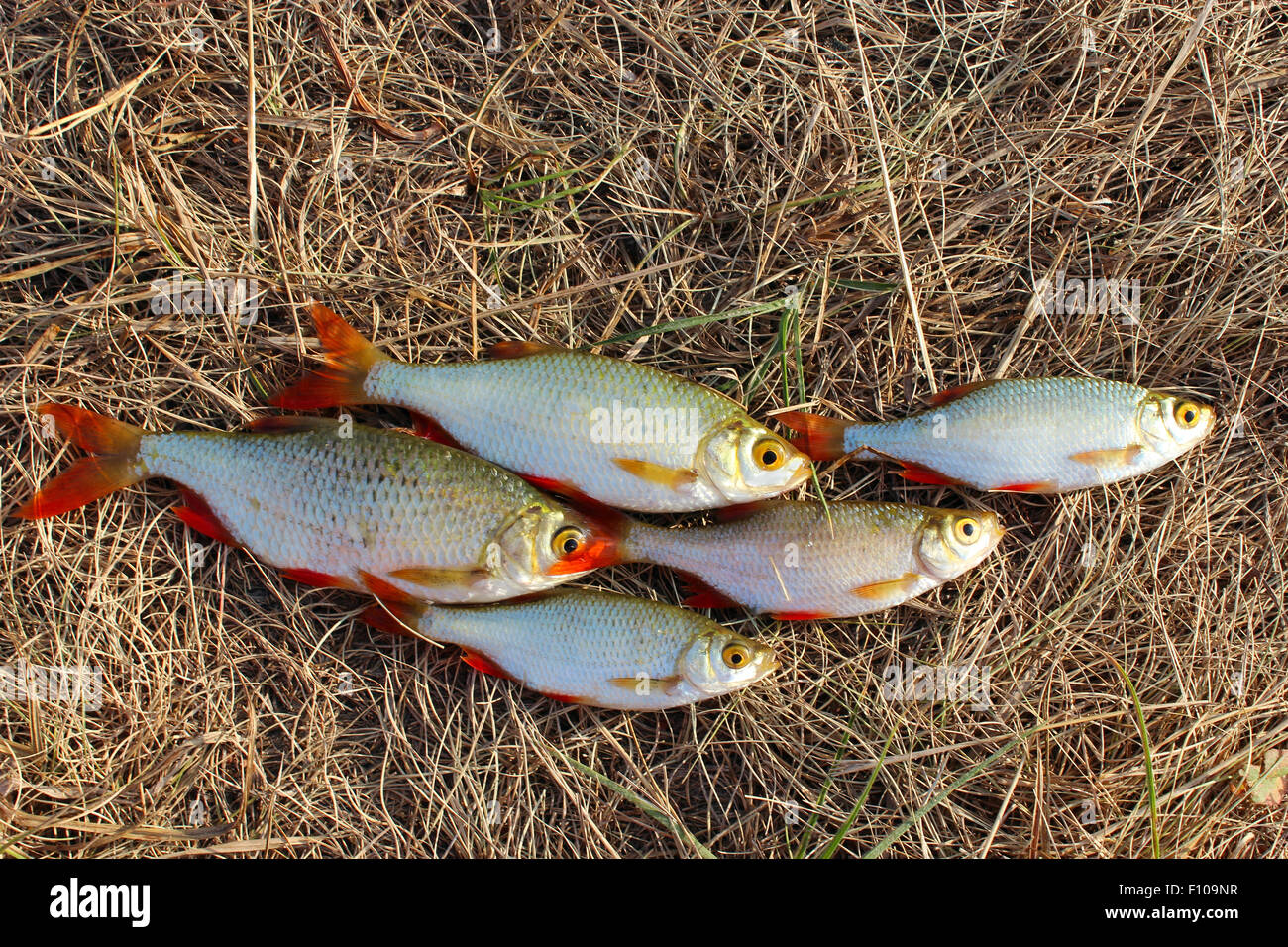 Gardon poisson Banque de photographies et d’images à haute résolution ...