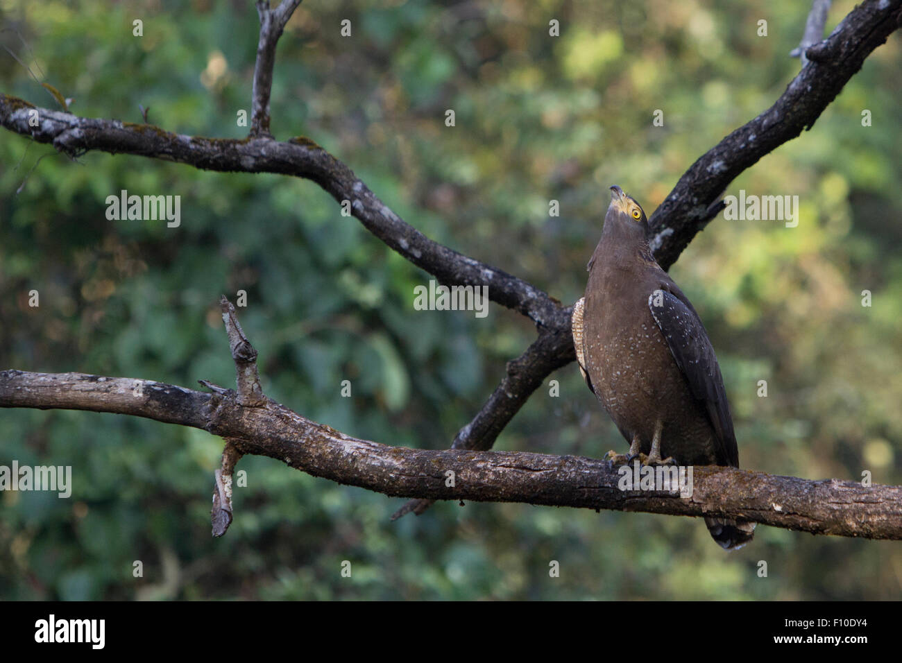 Sanctuaire de la faune dandeli Banque de photographies et d’images à ...
