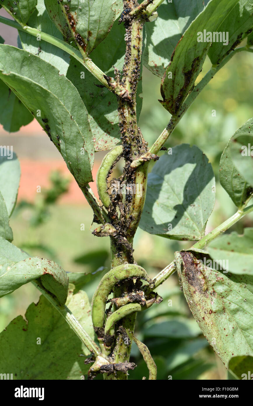 Le puceron noir de la fève, Aphis fabae, infestant fève plante en jeune ...