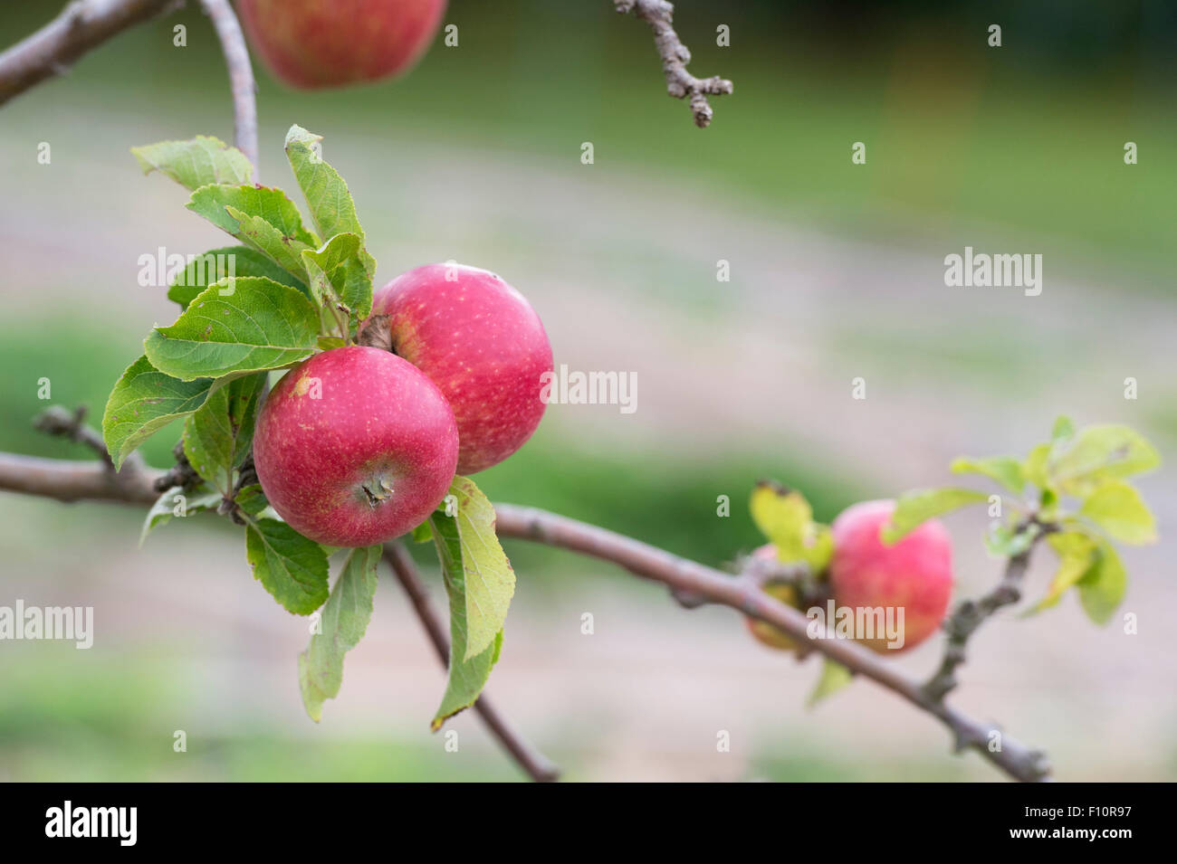 Pommes rouges poussant sur un arbre Banque de photographies et d’images ...