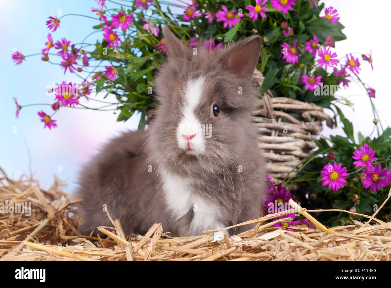 Lapin lionhead gris et blanc rabbi Banque de photographies et d’images à haute résolution - Alamy